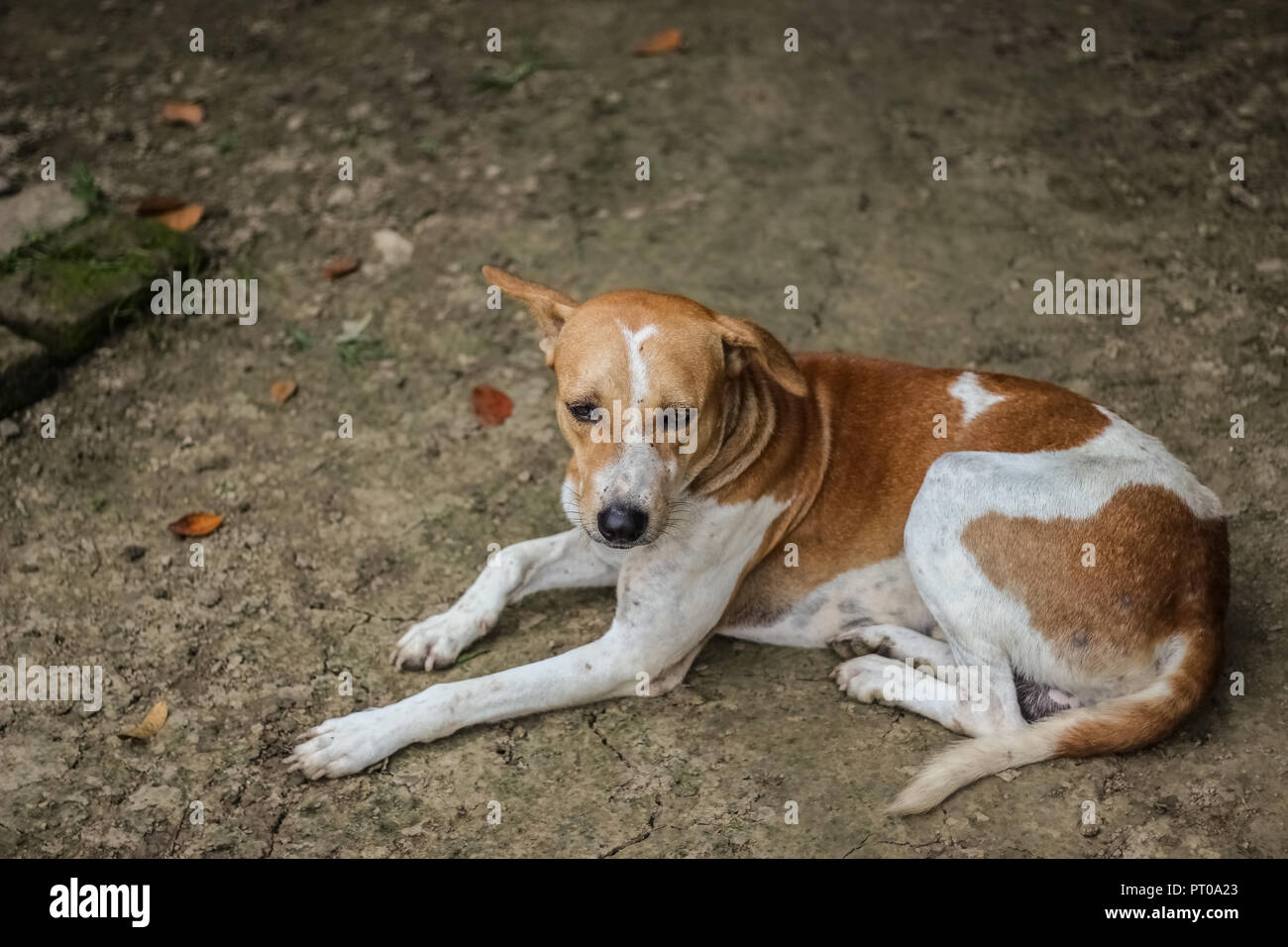 Pariah dog hi-res stock photography and images - Alamy