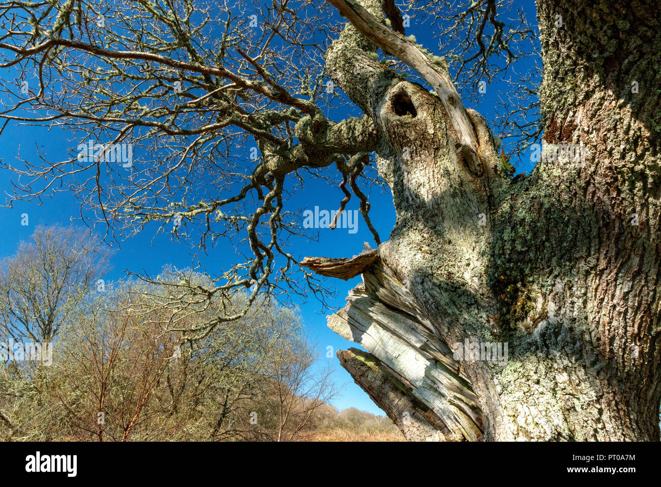 Spooky Tree Bark High Resolution Stock Photography and Images - Alamy