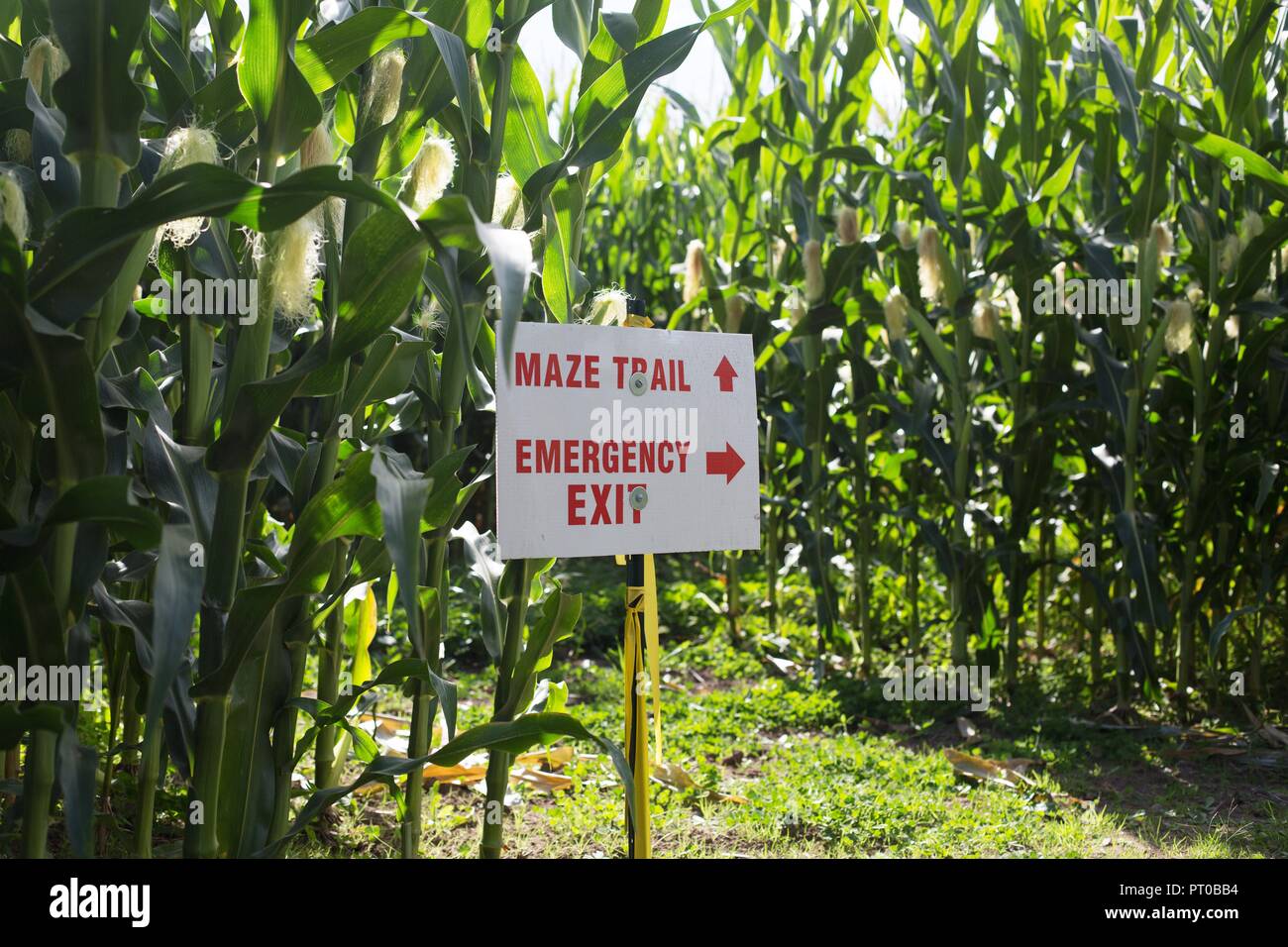 A sign in a corn maze pointing to an emergency exit Stock Photo - Alamy
