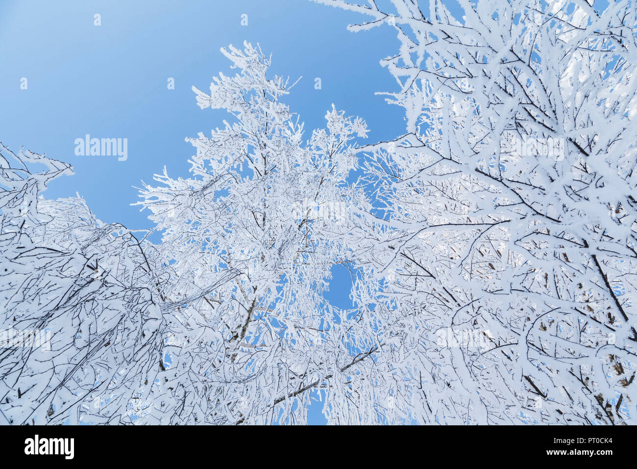 A tree with white-frozen branches from below in front of blue sky Stock ...