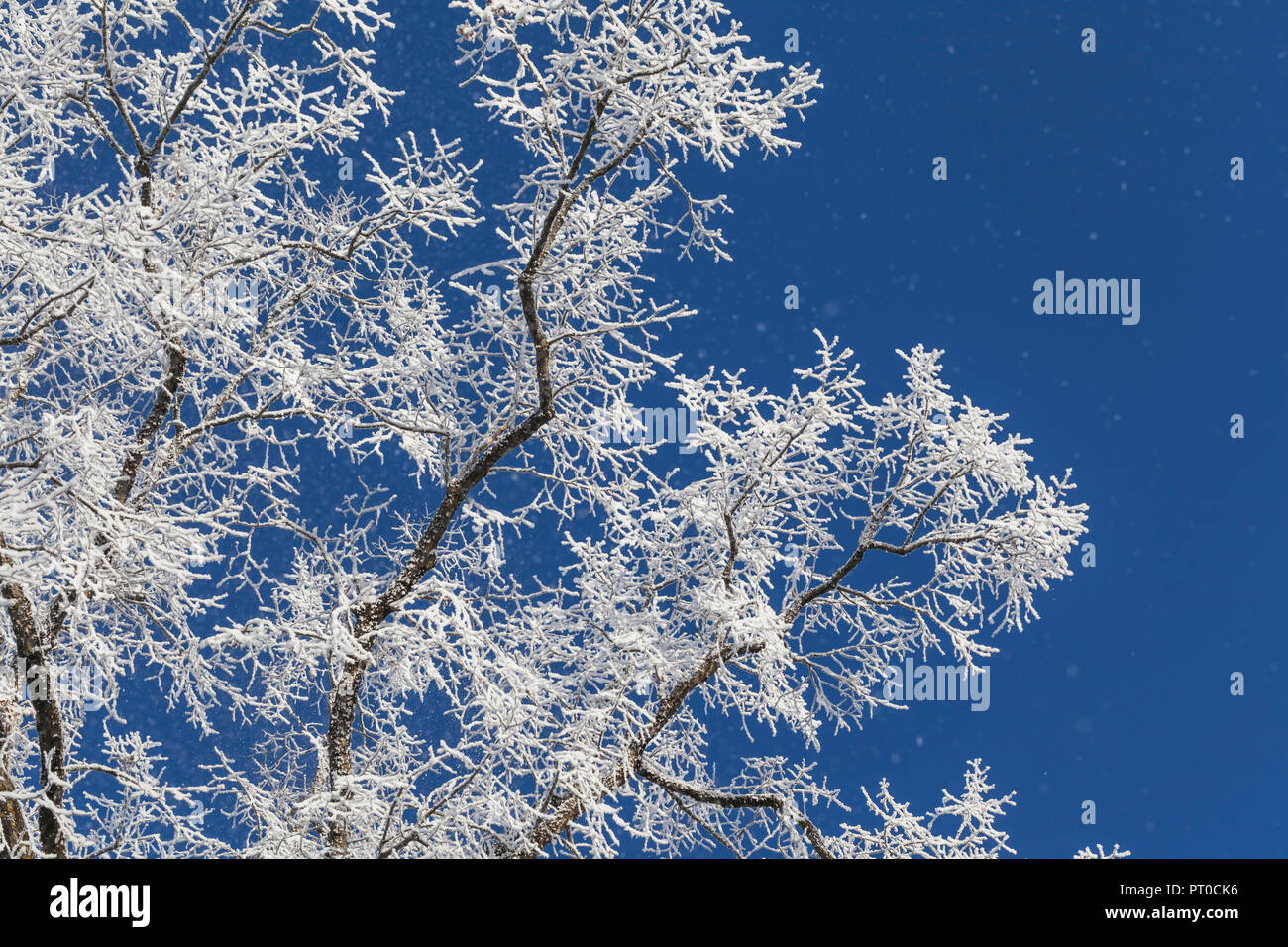 A tree with white frozen branches from below in front of blue sky Stock ...