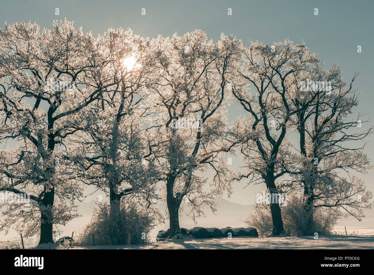 The winter, with ice, snow and trees in frosty coldness Stock Photo - Alamy