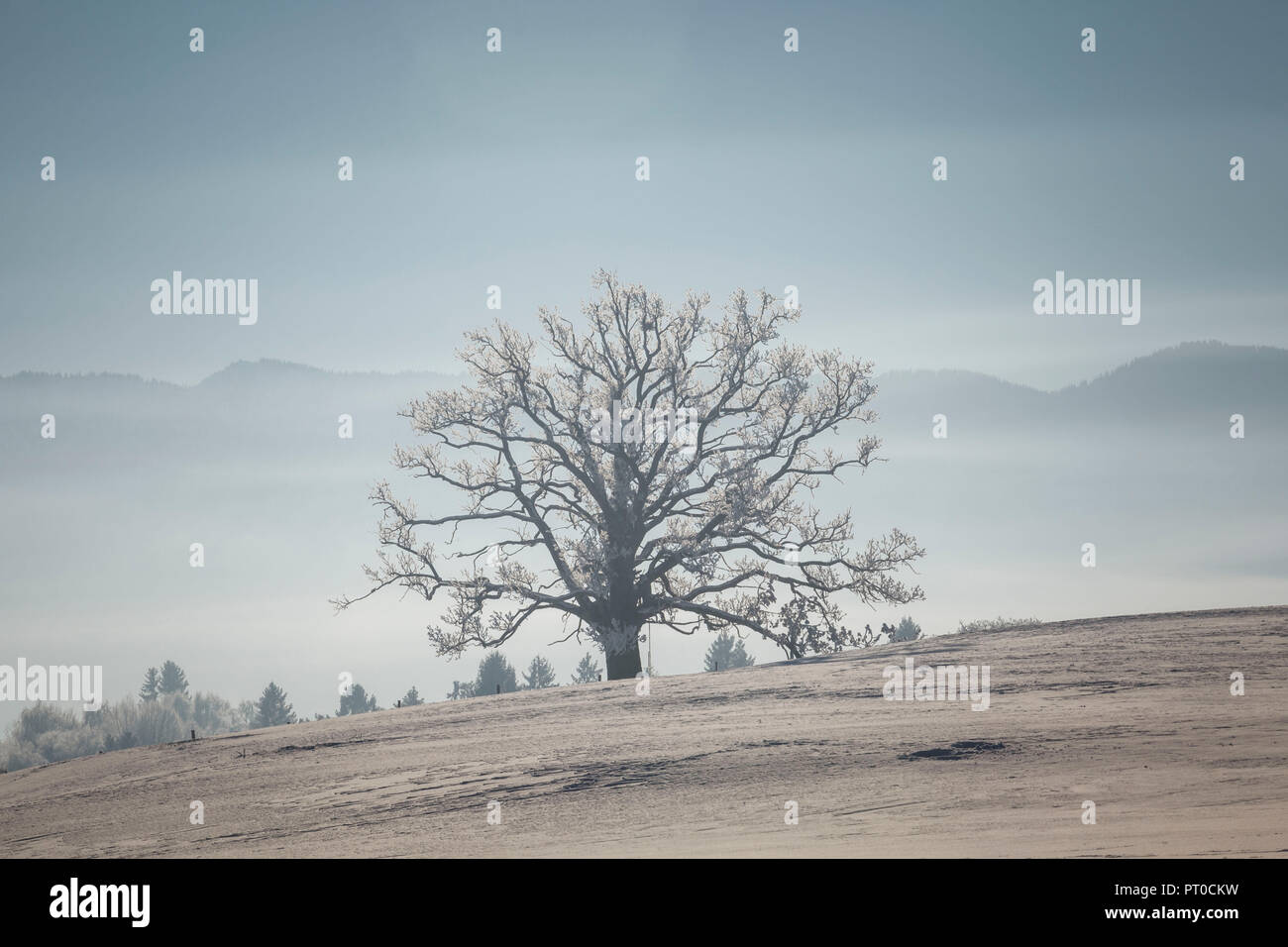 A single tree in the mountains, frozen in winter, with ice, snow and ...