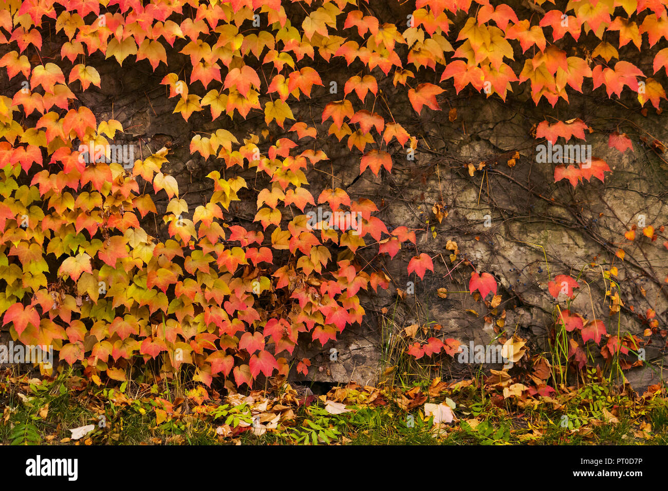 colorful ivy plant on stone wall. beautiful autumn background with ...