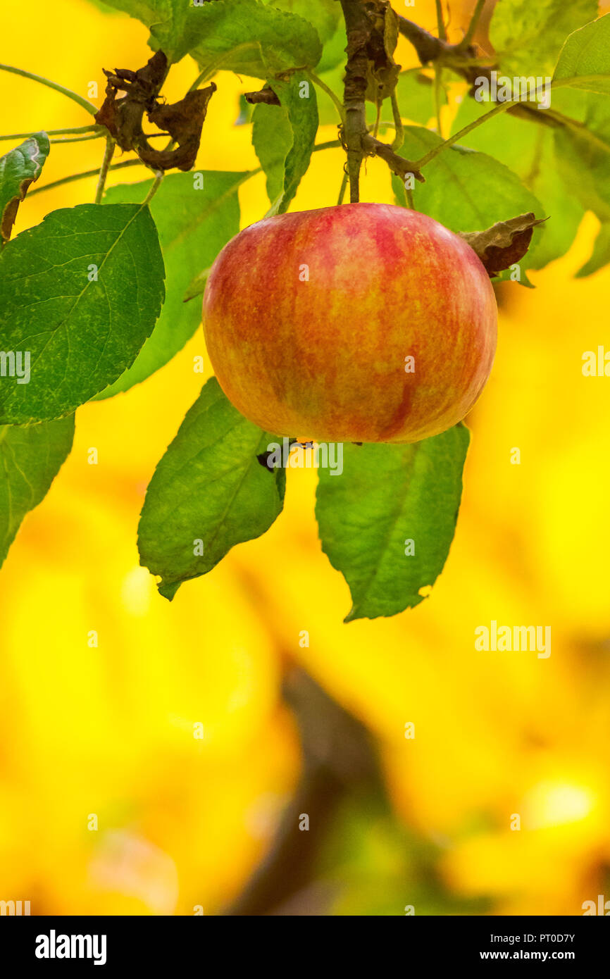 late season apple varieties. sweet ripe fruit on the branch. yellow ...