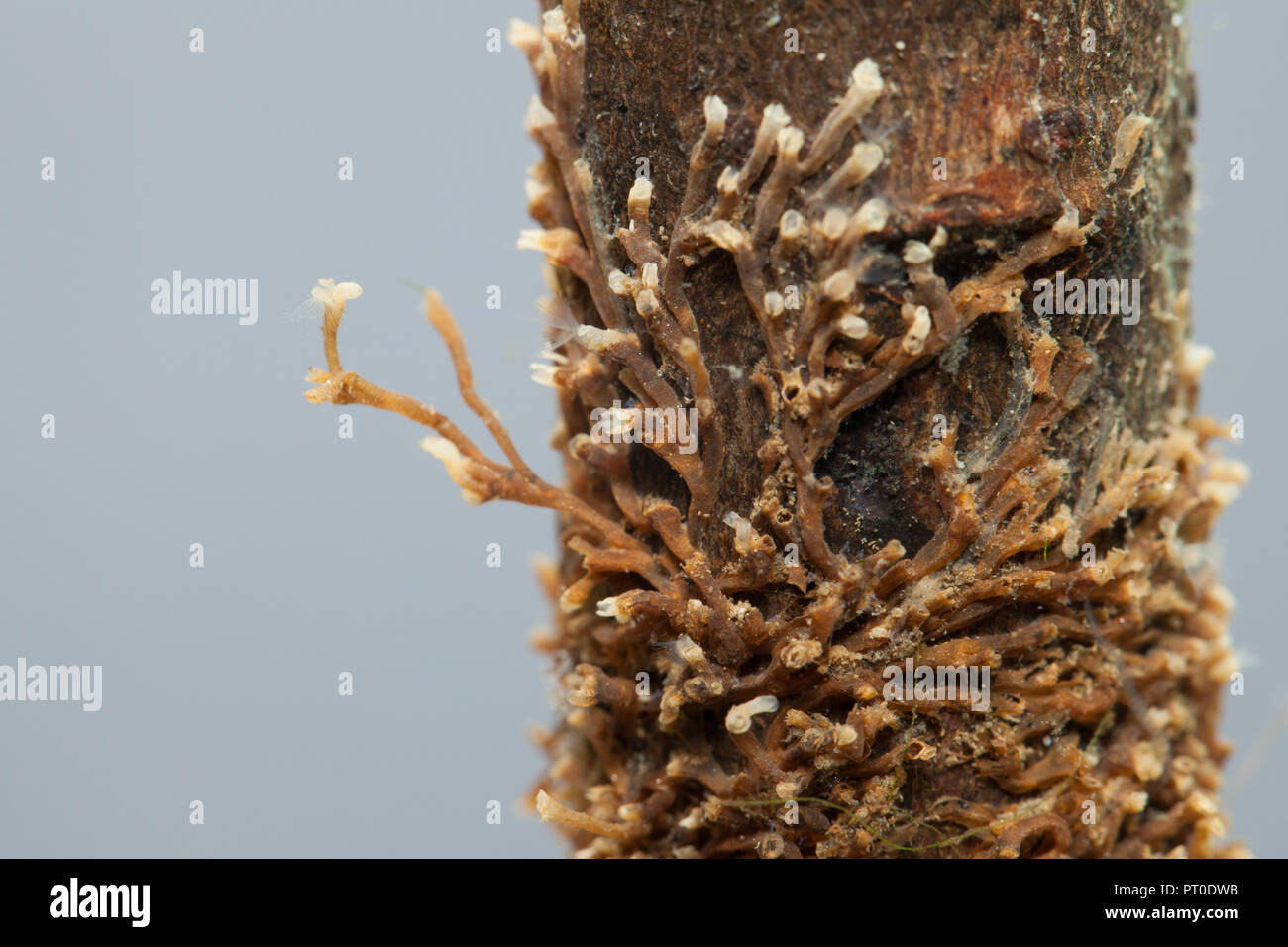 Plumatellida hi-res stock photography and images - Alamy