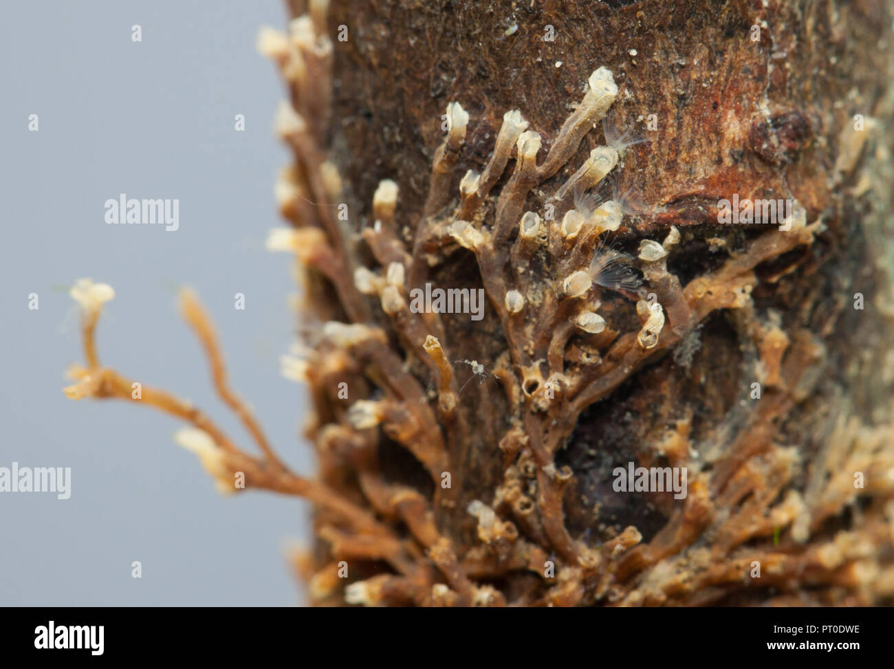 Colony of moss animal hi-res stock photography and images - Alamy