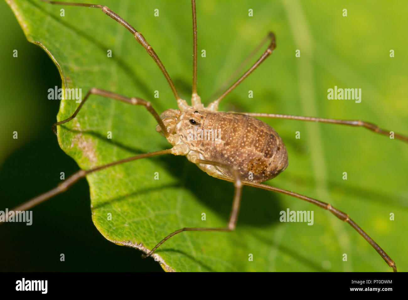Long legged harvestman hi-res stock photography and images - Alamy