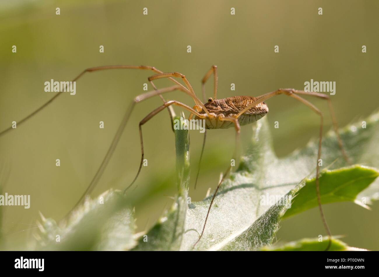 Long legged harvestman hi-res stock photography and images - Alamy