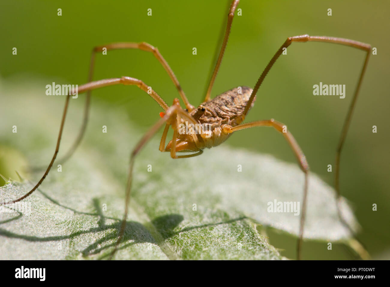 Long legged harvestman hi-res stock photography and images - Alamy