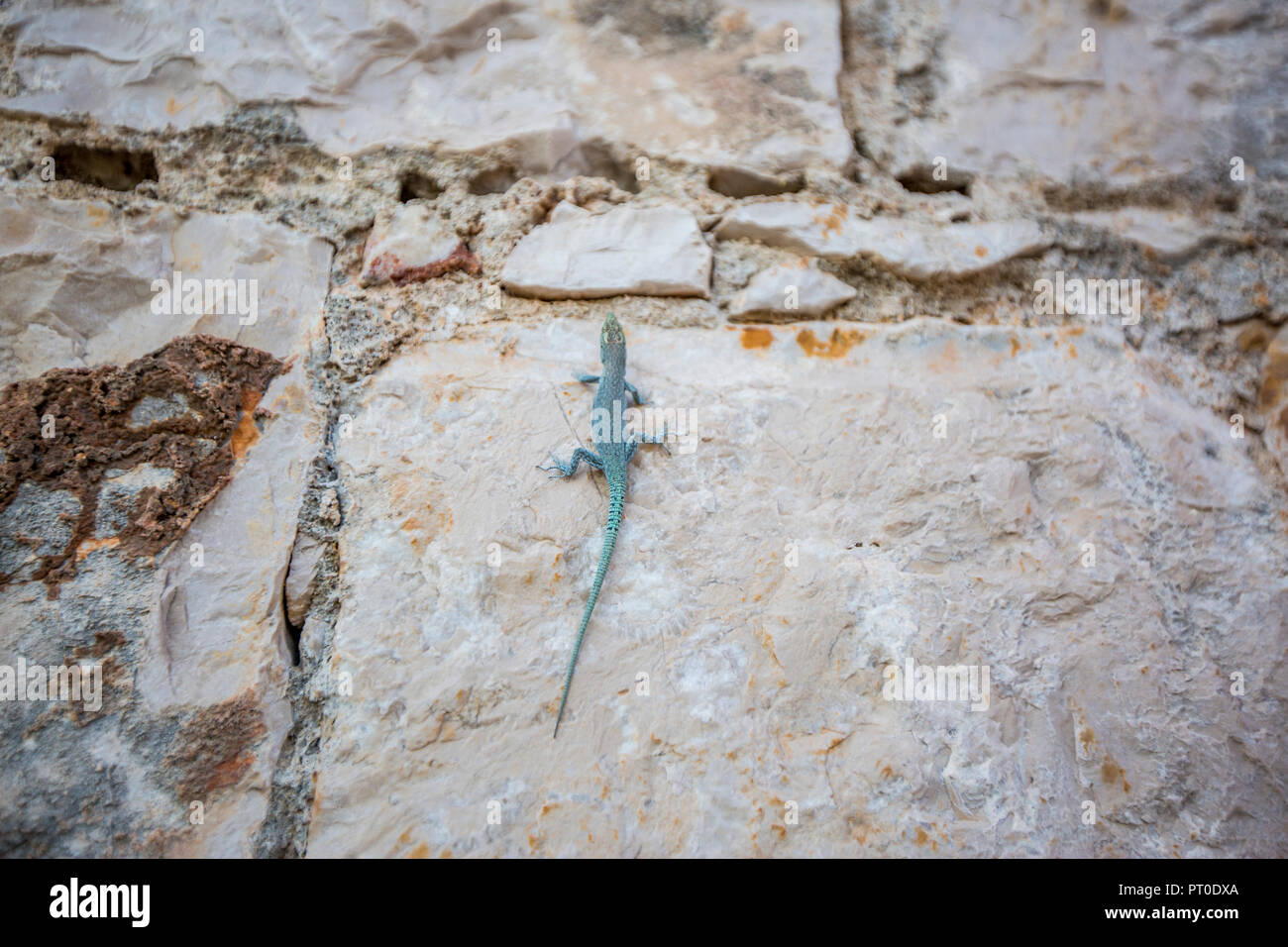 Male common wall lizard hi-res stock photography and images - Alamy