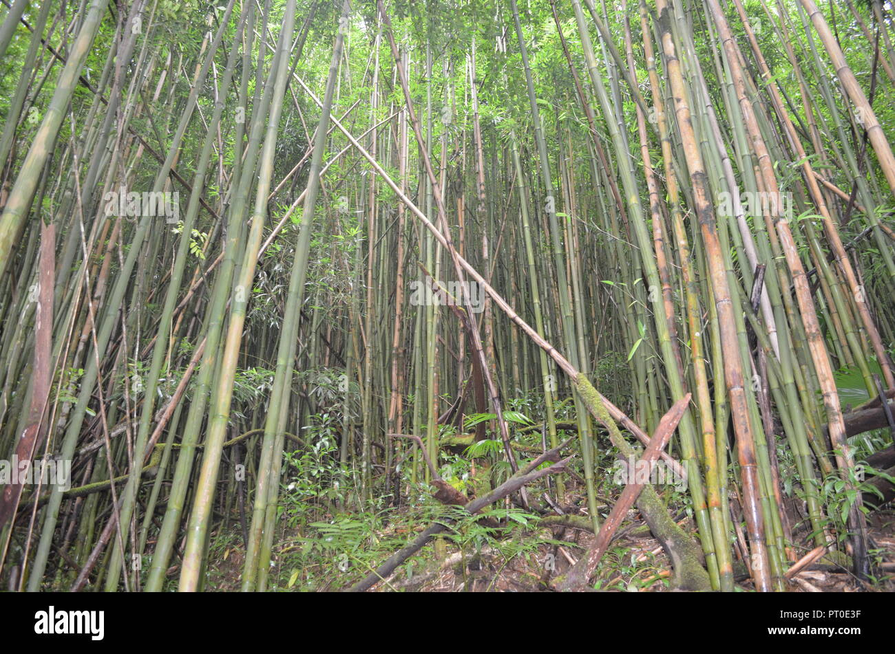 Manoa Waterfalls High Resolution Stock Photography and Images - Alamy