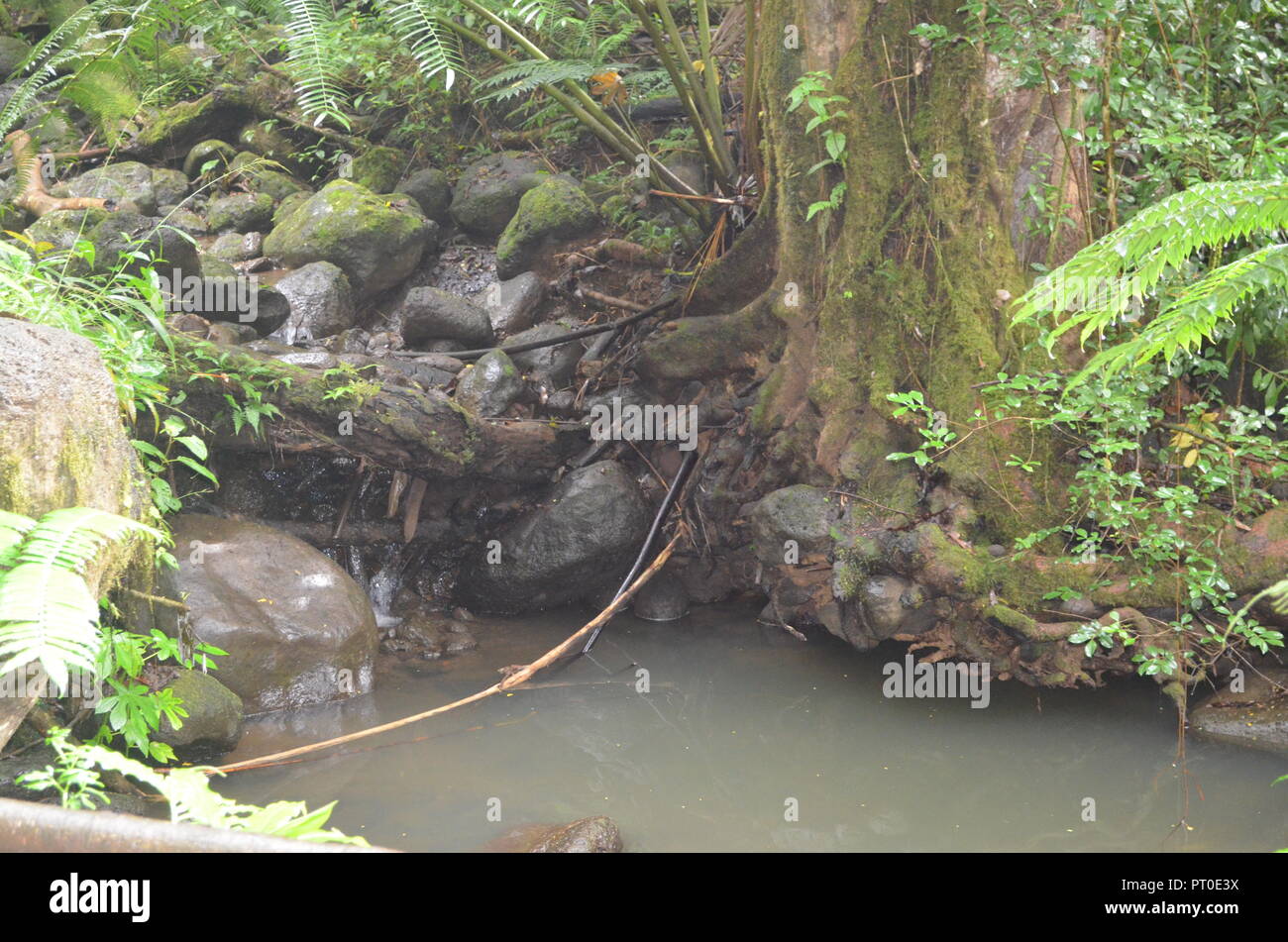 Manoa waterfalls hi-res stock photography and images - Alamy