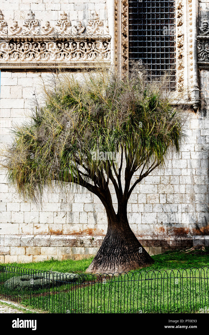 Odd shaped tree hi-res stock photography and images - Alamy