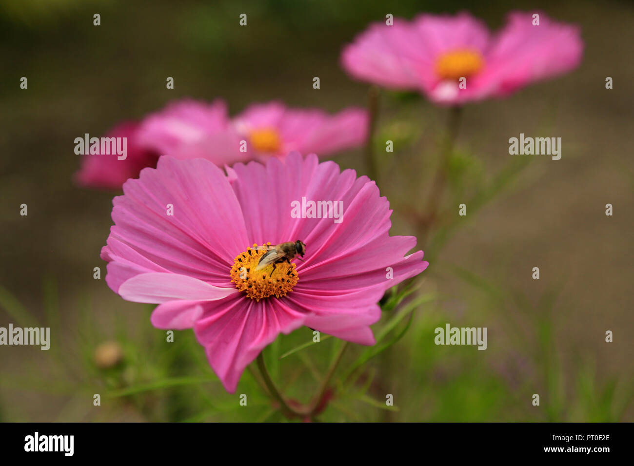 Bee on single flower pollinating Stock Photo - Alamy