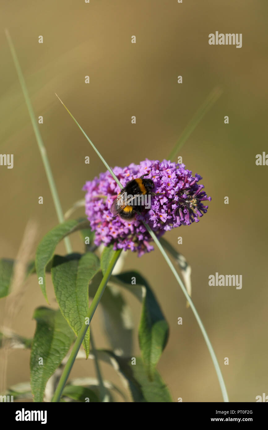 Bee on single flower pollinating Stock Photo - Alamy