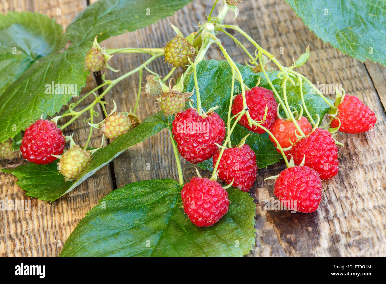 Autumn still life with branch of raspberries, green leaves on wooden ...