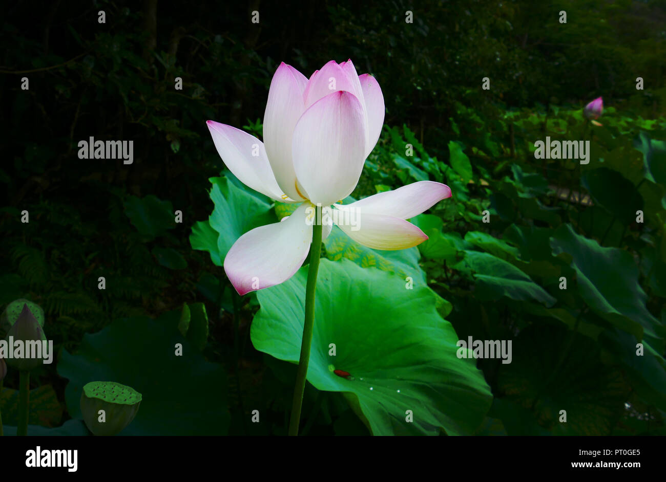 Beautiful lily flower Stock Photo - Alamy