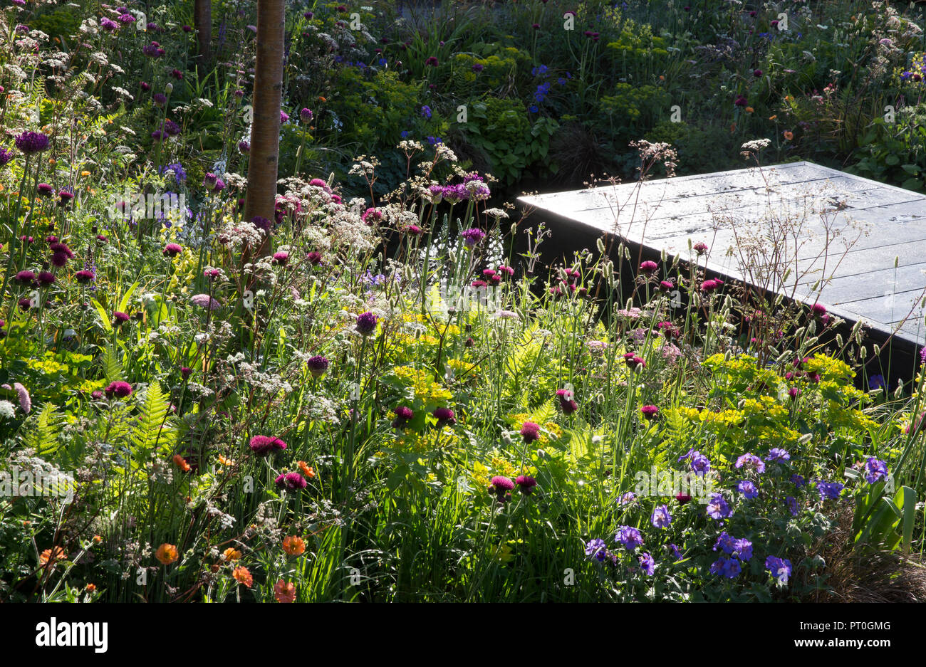 Black wood boardwalk deck, meadow style planting of Allium hollandicum ...
