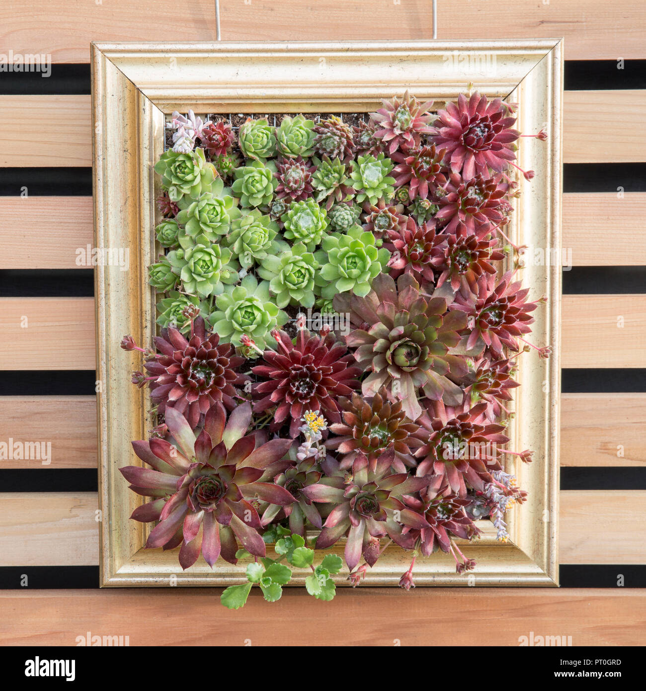 Succulent plants succulents growing in a frame on a wall vertical small ...