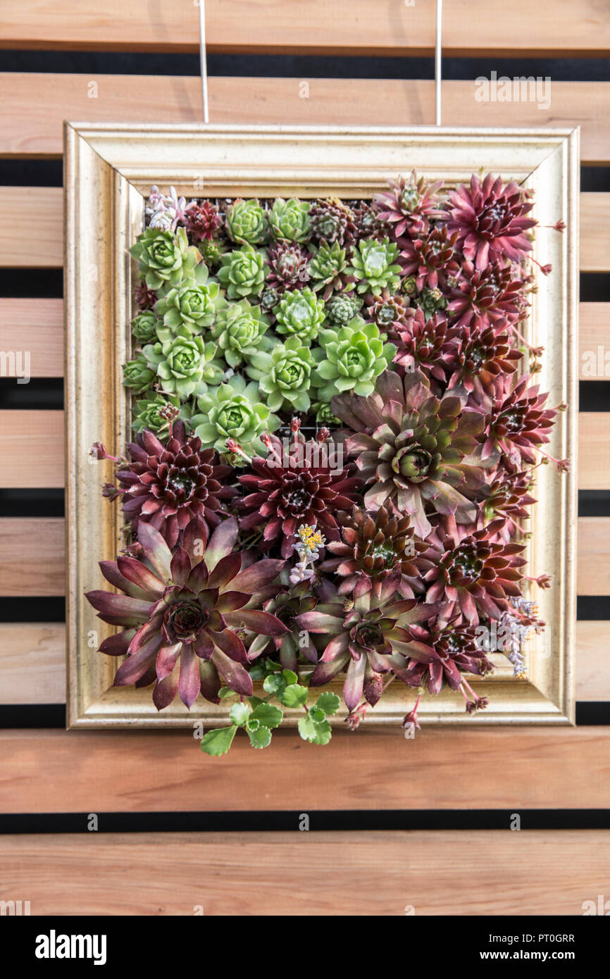 Succulent plants succulents growing in a frame on a wall vertical small ...