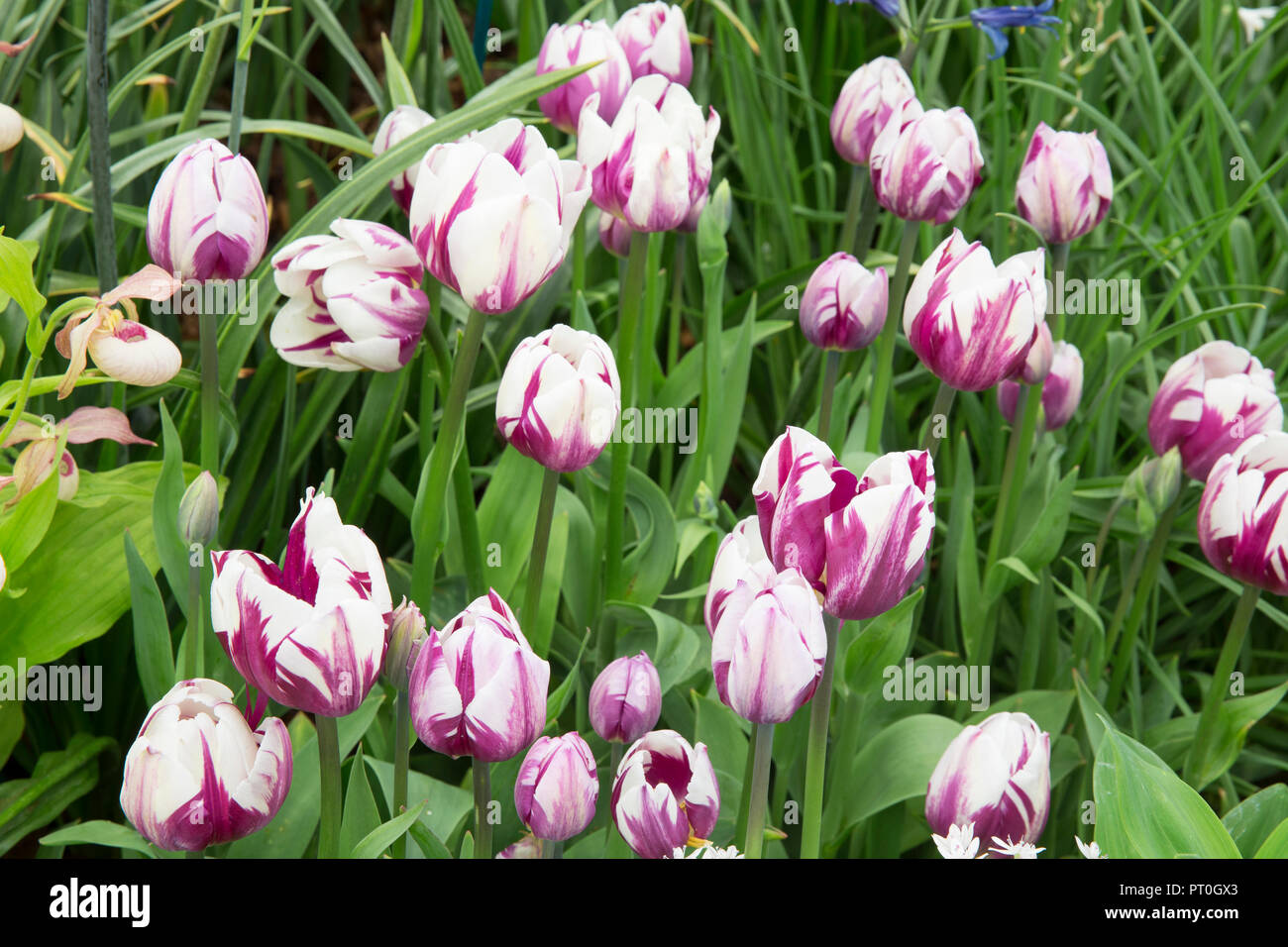 Tulip rems favourite hi-res stock photography and images - Alamy