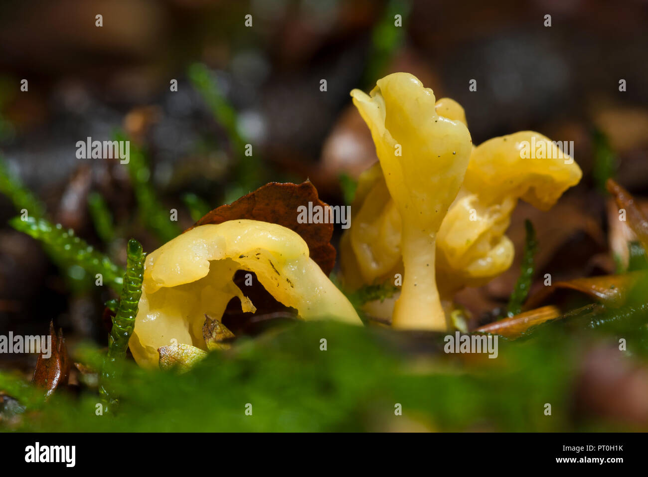 Earth tongue fungi hi-res stock photography and images - Alamy