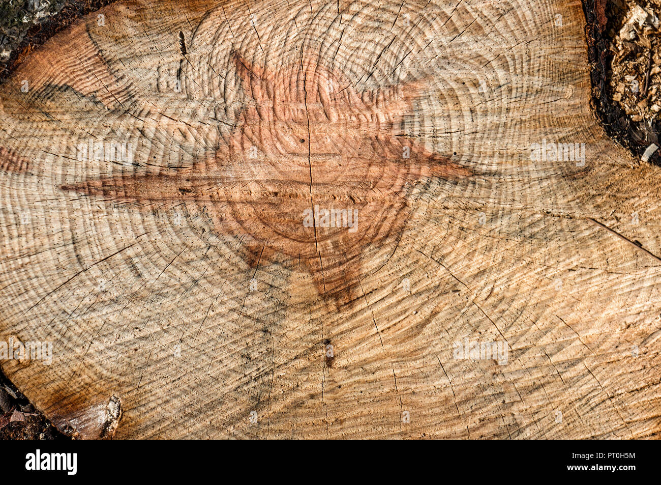Counting tree rings hi-res stock photography and images - Alamy