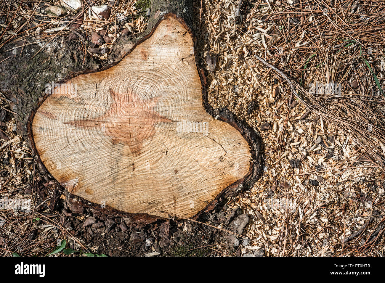 Cut down a tree with a core in the shape of a star of David. Pine ...