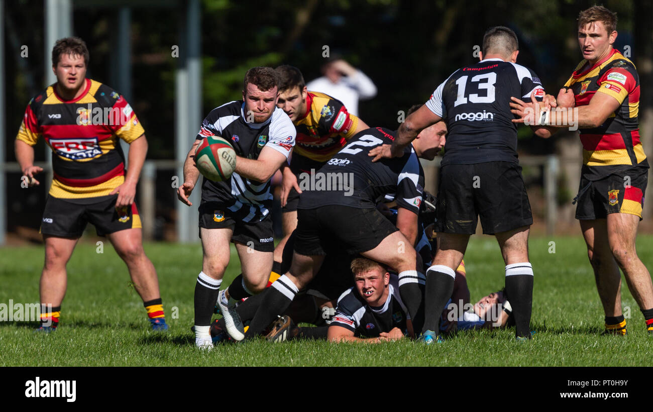 Bedwas RFC's scrum half Luke Crane gets the ball away from the base of ...