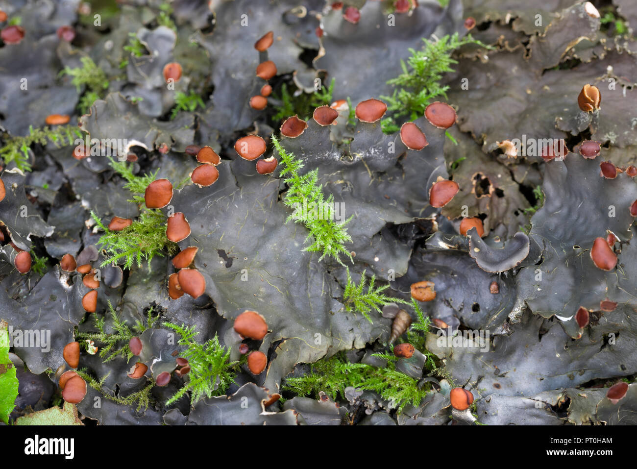Peltigera horizontalis Lichen on a tree branch in woodland. Goblin ...