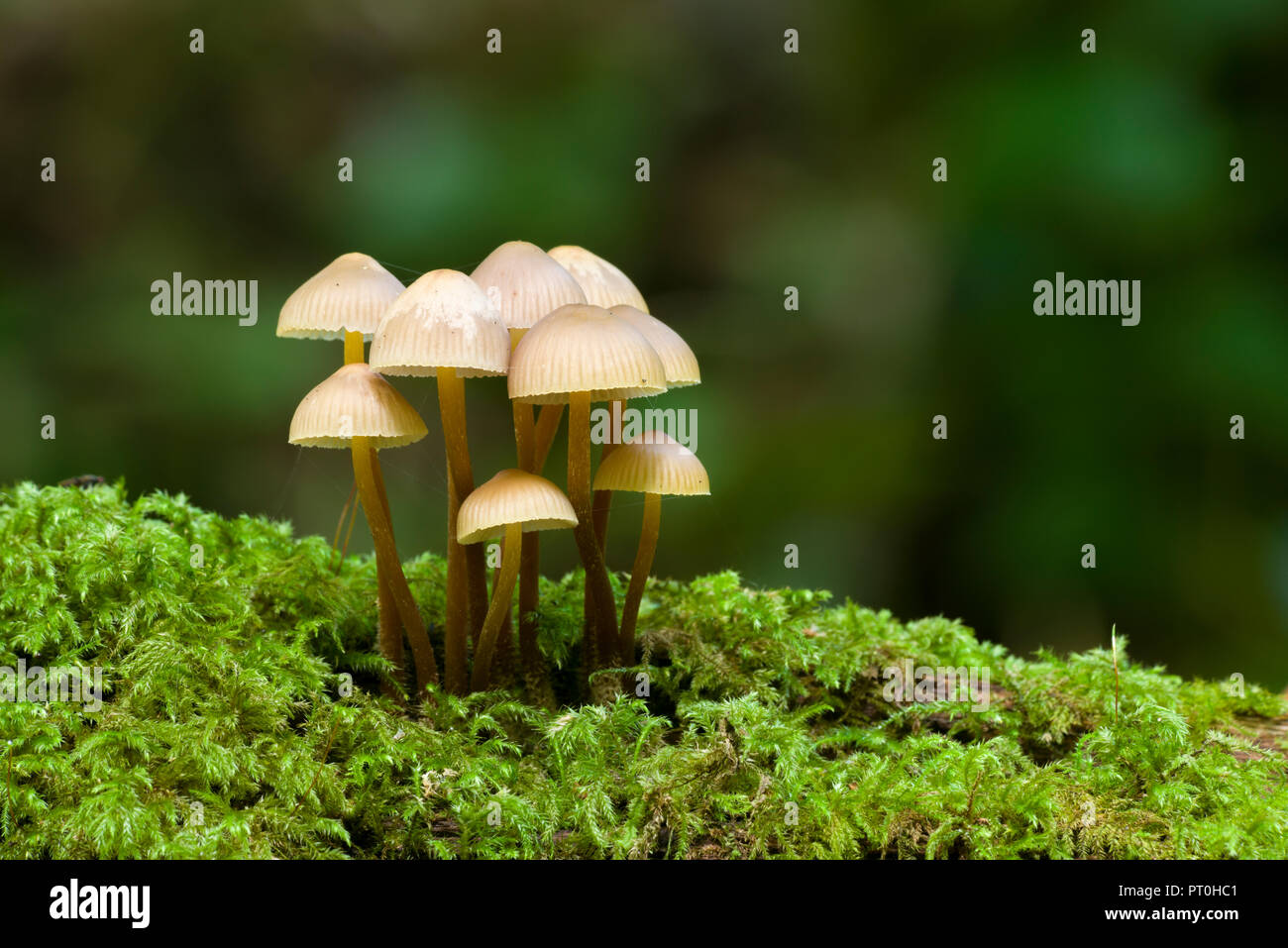 Clustered Bonnet (Mycena inclinata) mushrooms on a moss covered log ...