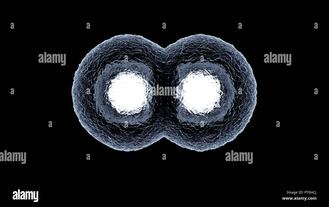 3D rendered illustration of the Mitosis and replication of a generic ...