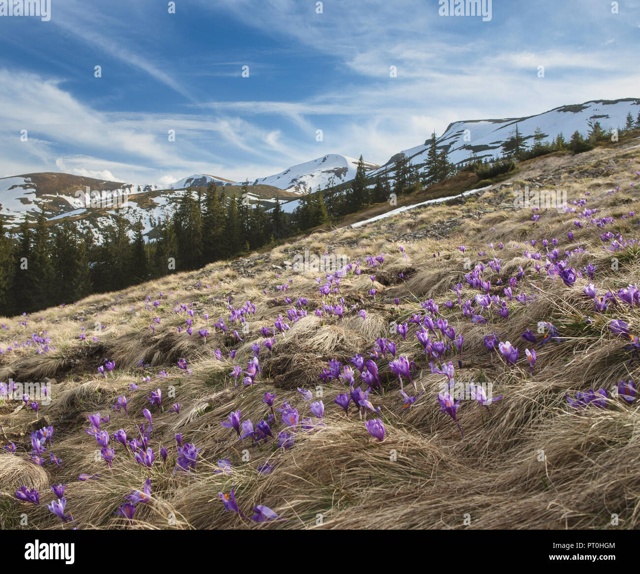 Field of crocuses with mountains at the background. Clouds over ...