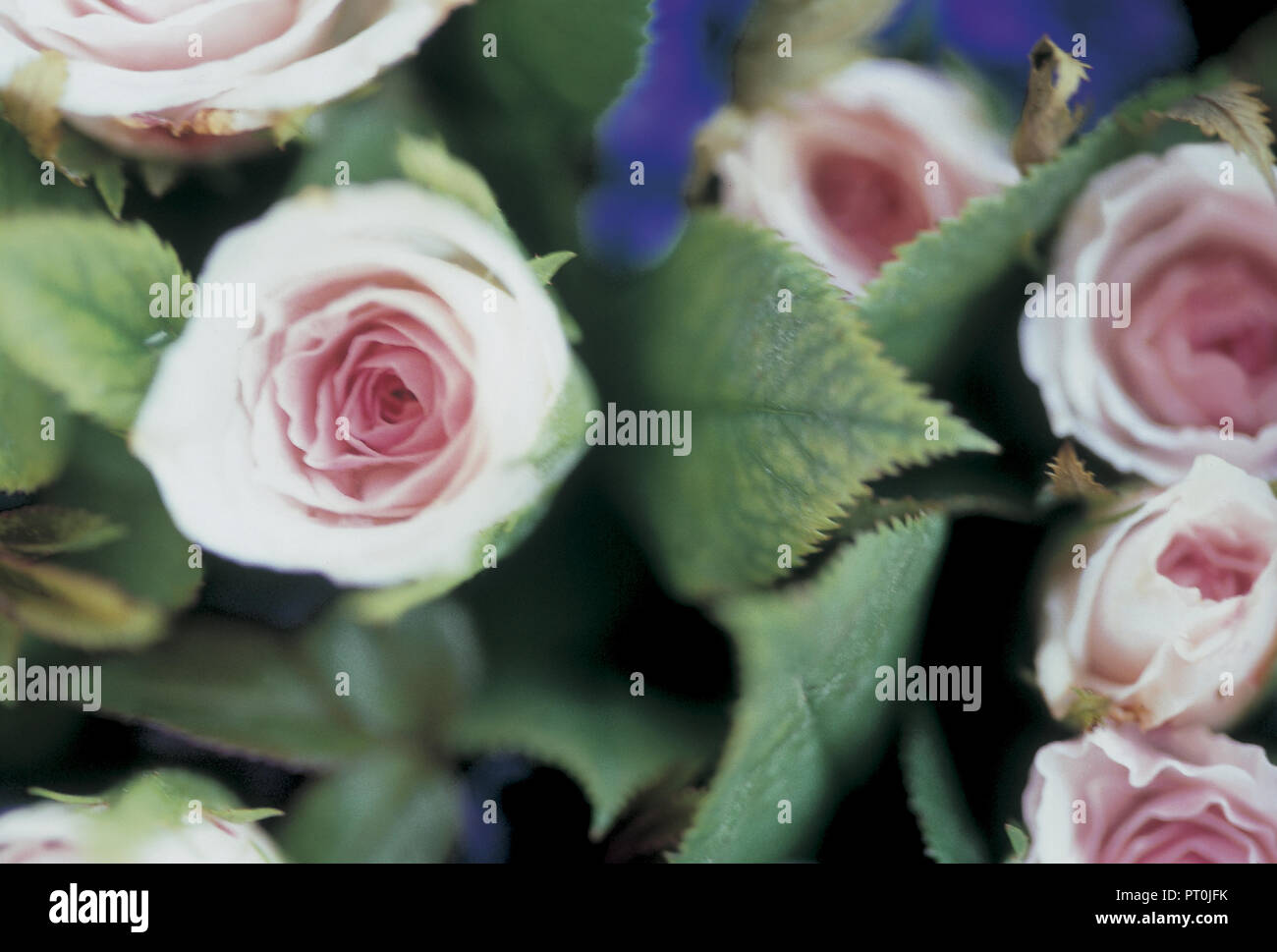 Bunches of pink roses hi-res stock photography and images - Alamy