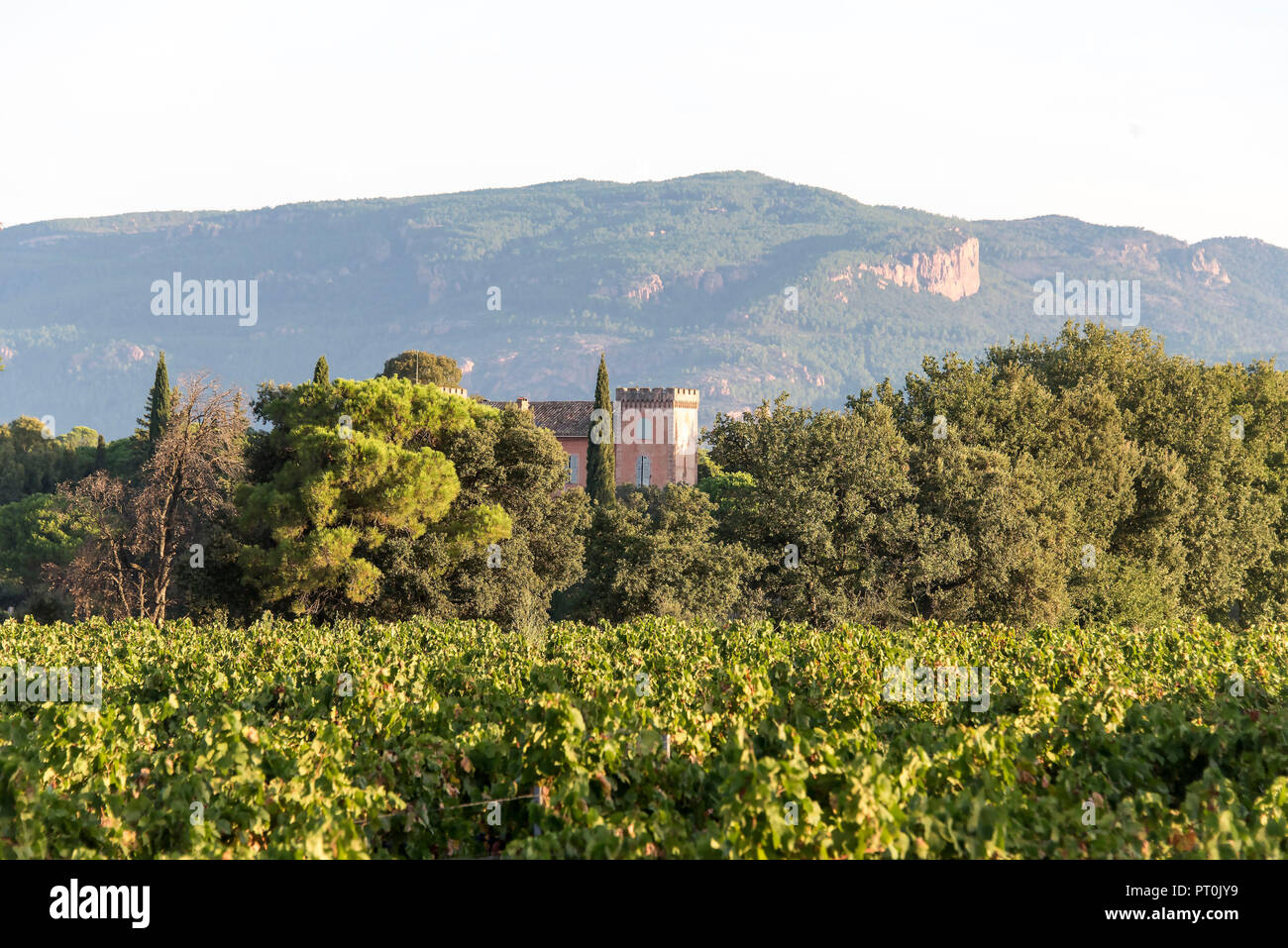 Vineyard, Chateau de Vaucouleurs, Puget Sur Argens, France Stock Photo ...