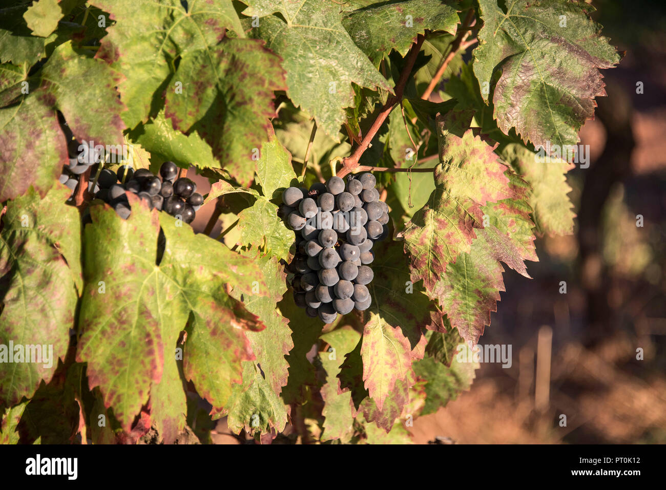 Provence viticulture hi-res stock photography and images - Alamy