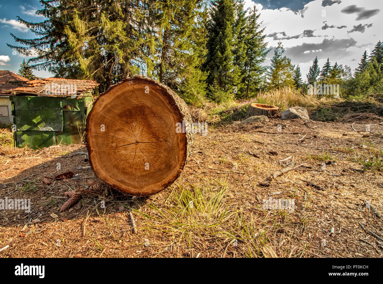 large cut tree on the ground in the mountain Stock Photo - Alamy