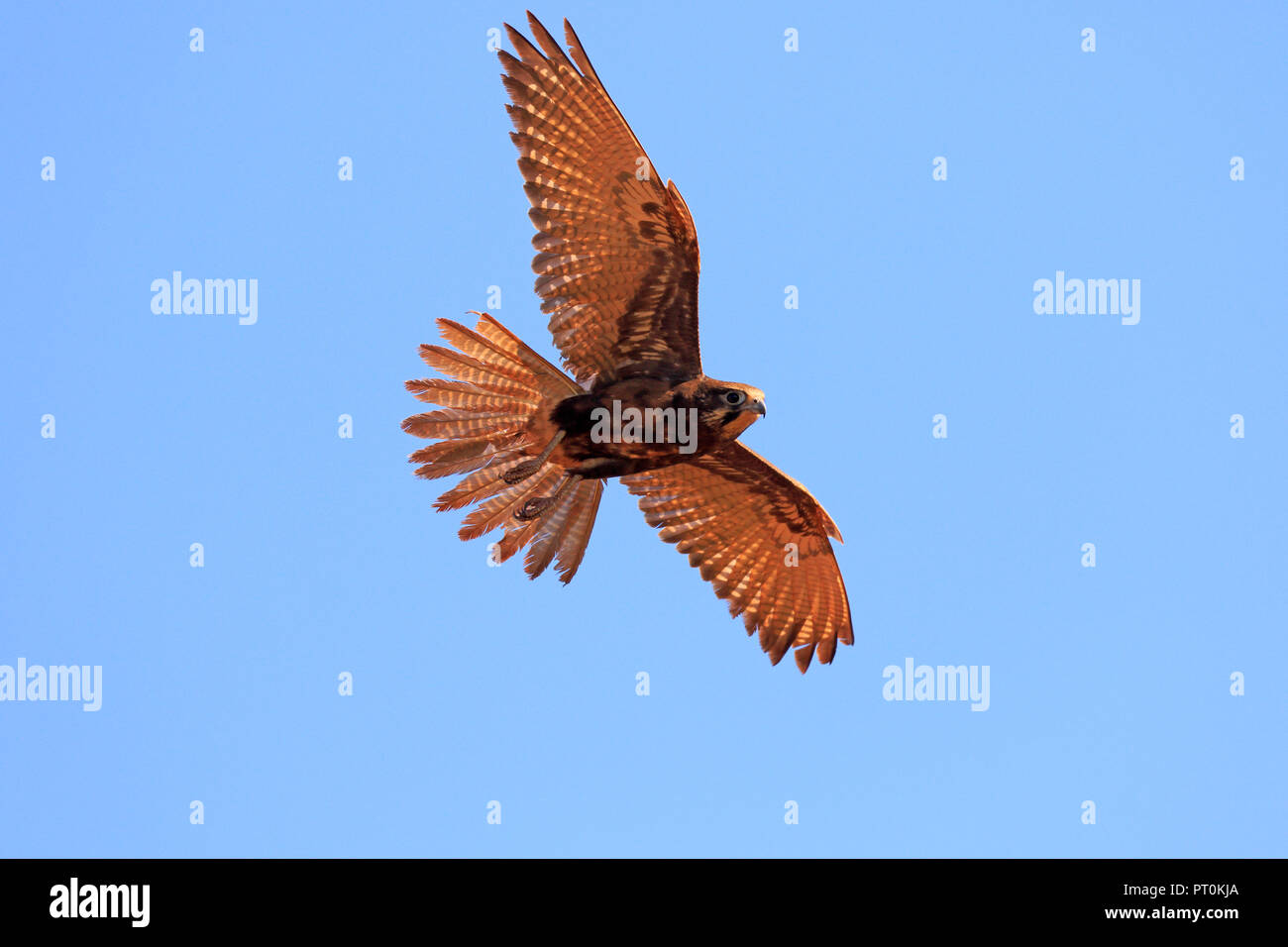 Brown Falcon in flight in Far North Queensland Australia Stock Photo ...