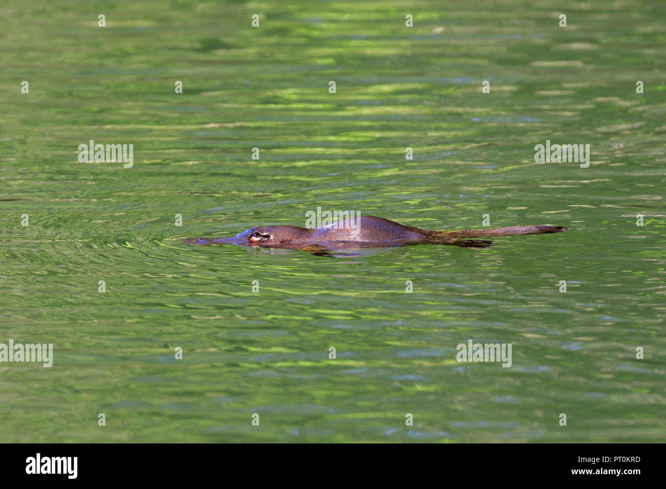 Duck billed platypus hi-res stock photography and images - Alamy
