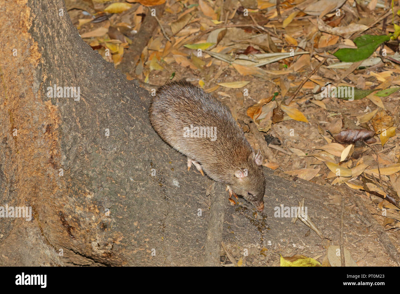 Long nosed Bandicoot in Atherton Tablelands far North Queensland Stock ...