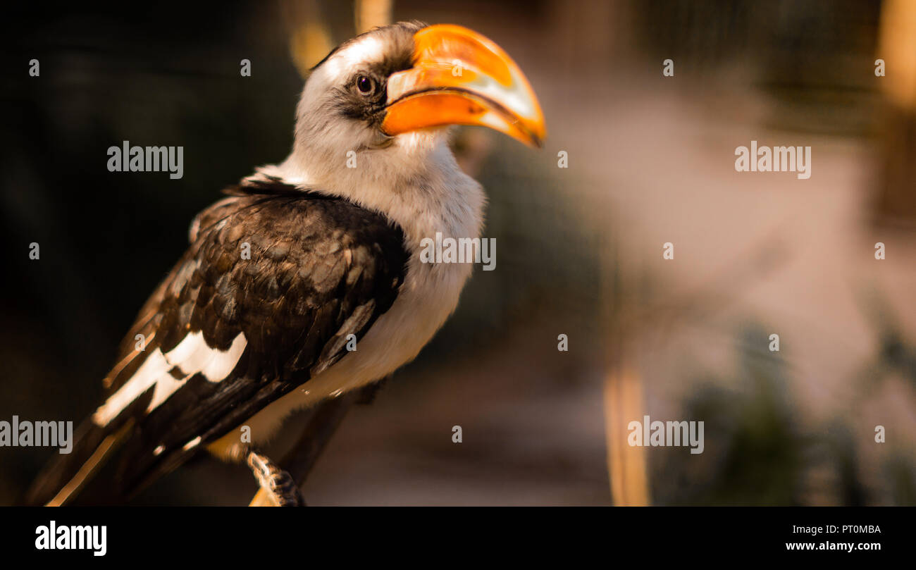 Toucan looking into the camera hi-res stock photography and images - Alamy