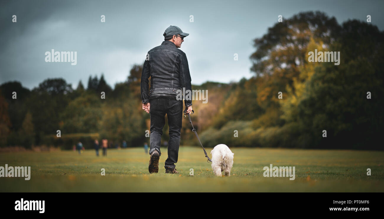 Man walking a Westie dog through a park Stock Photo - Alamy