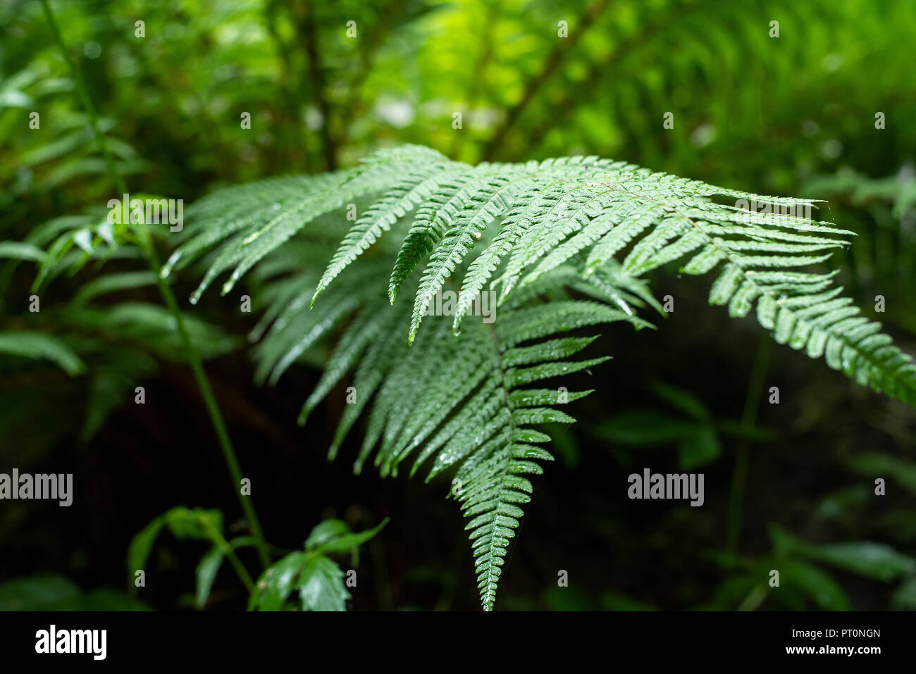 Woodland fern shrubs hi-res stock photography and images - Alamy