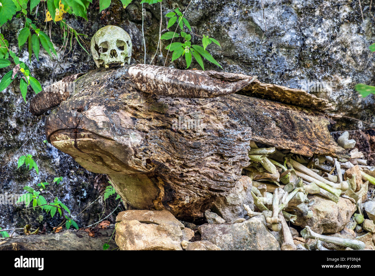 Buffalo-shaped wood tomb with skull and bones, Rantepao, Tana Toraja ...