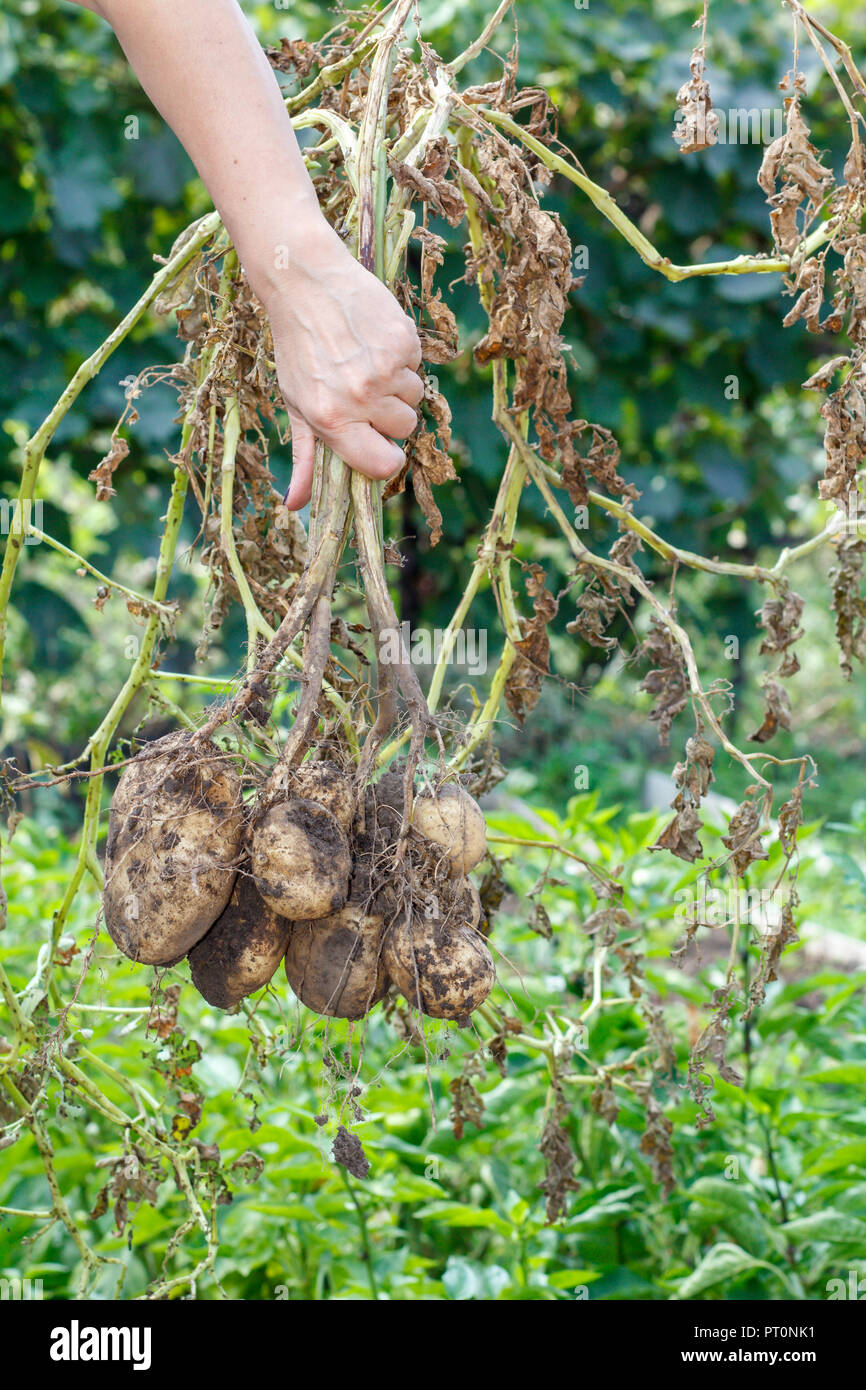 Tuber Stem Picture