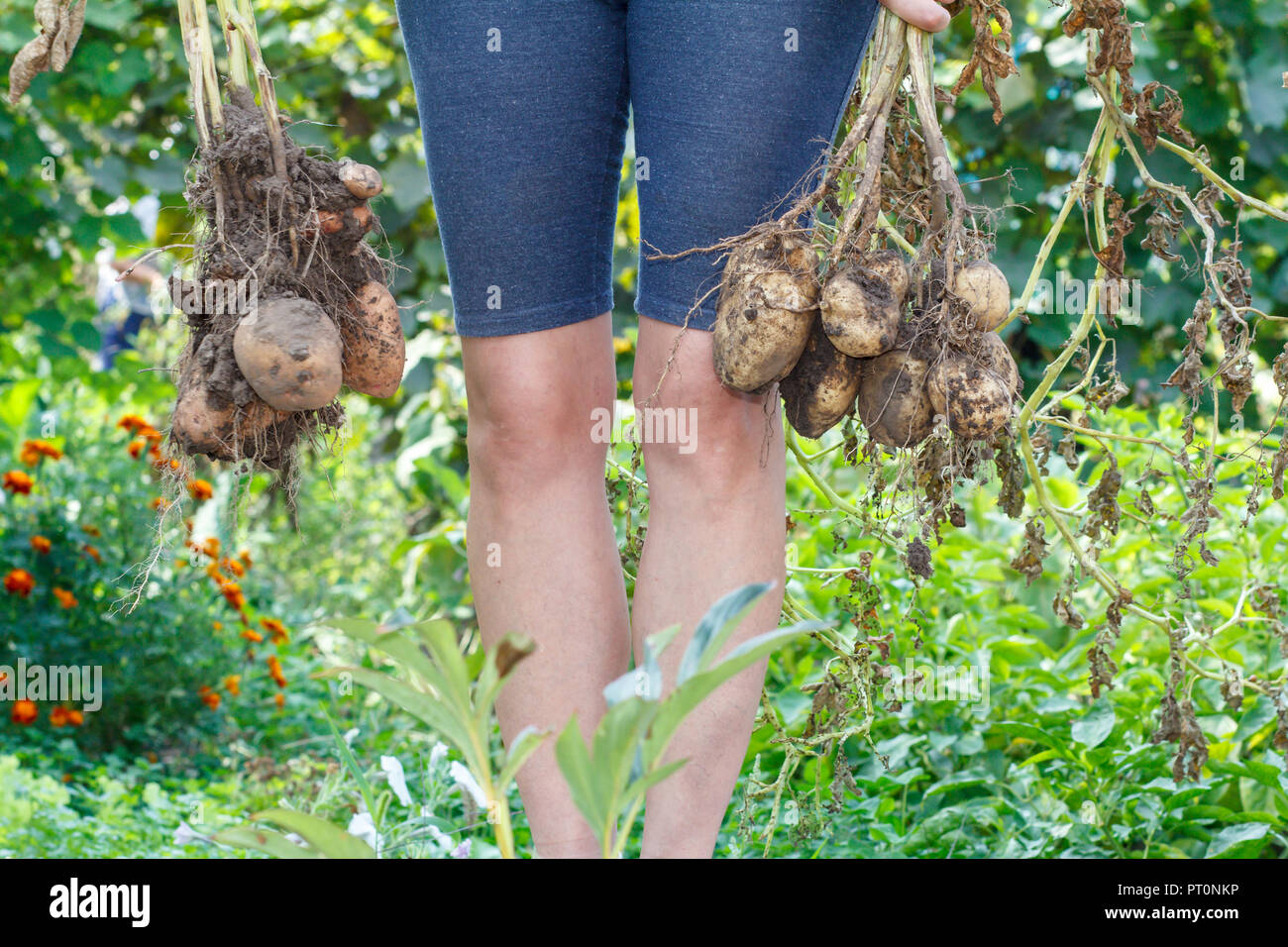 Russet potato plant hi-res stock photography and images - Alamy