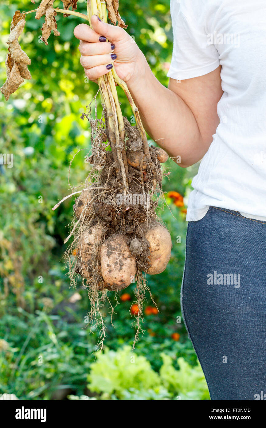 Tuber Stem Picture