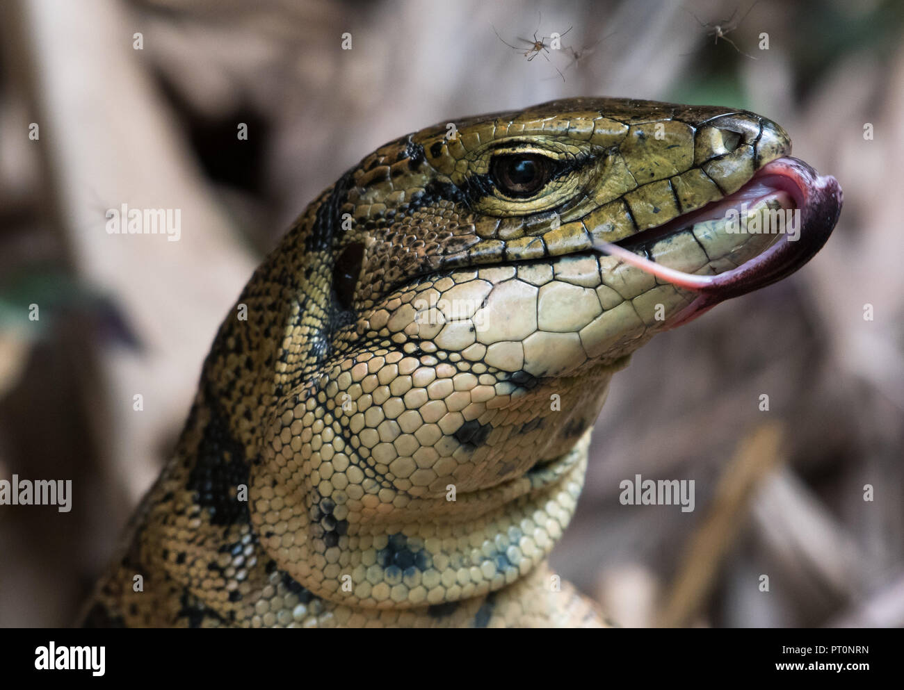 A Matte Lizard swats away bugs with his tongue Stock Photo - Alamy