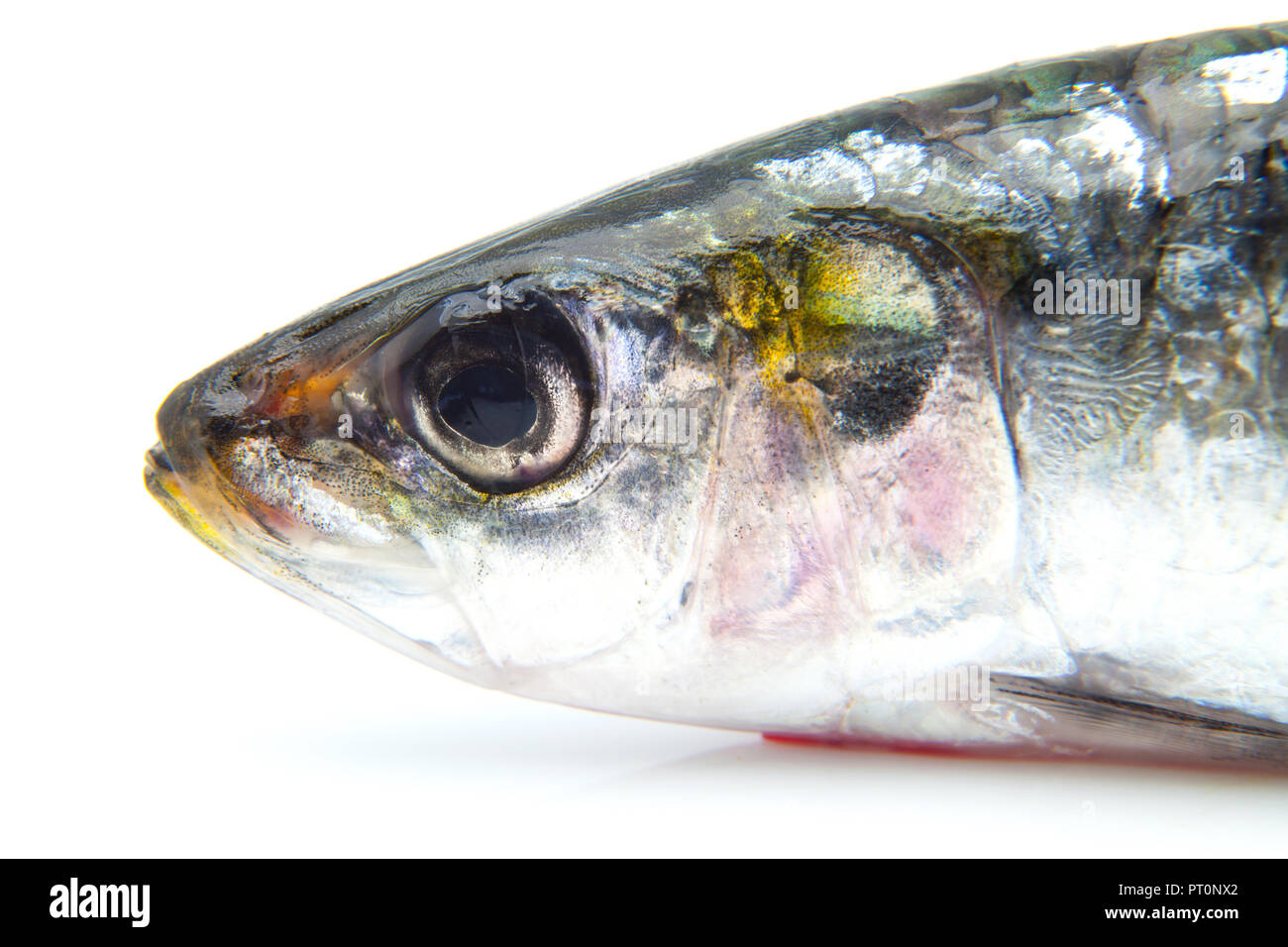 Head of a sardine on a white background Stock Photo - Alamy